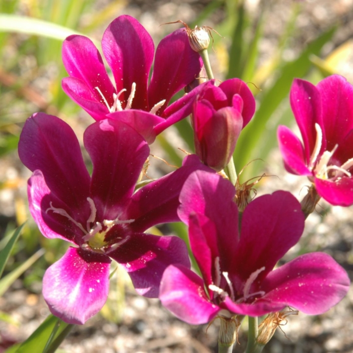 Sparaxis grandiflora subsp. grandiflora seeds - Buy online