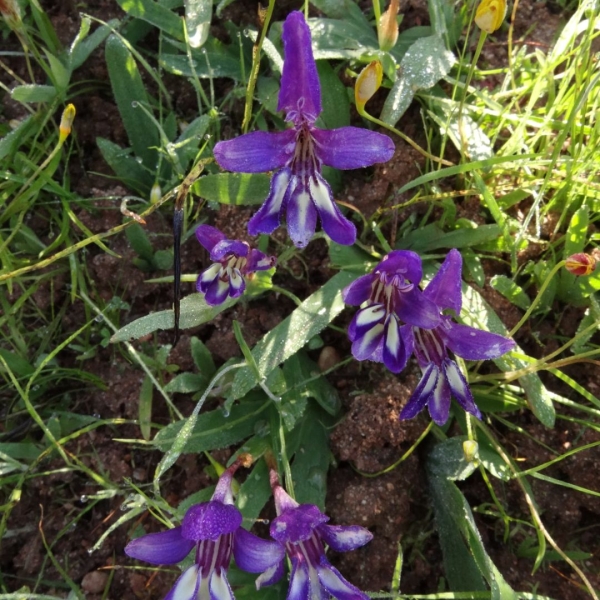 Sparaxis meterlekampiae seeds - Buy online
