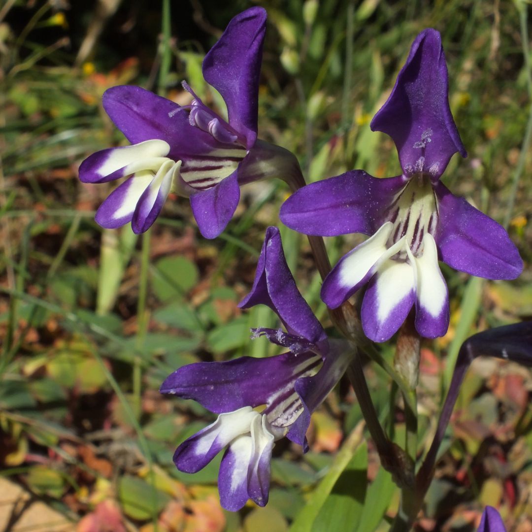 Sparaxis meterlekampiae seeds - Buy online