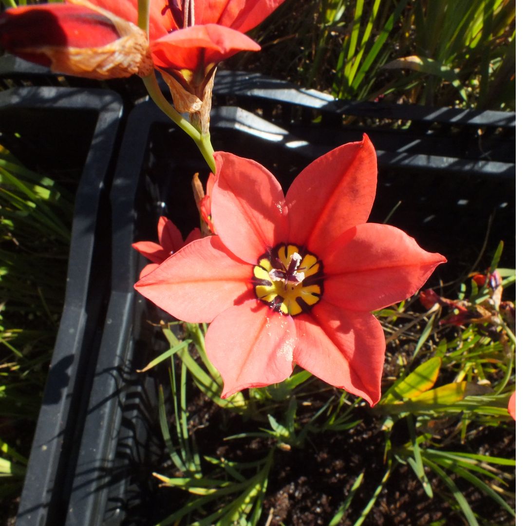 Sparaxis pillansii seeds - Buy online