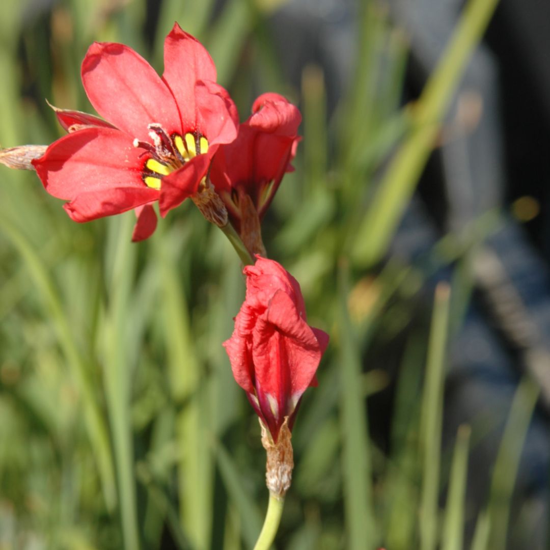 Sparaxis pillansii seeds - Buy online