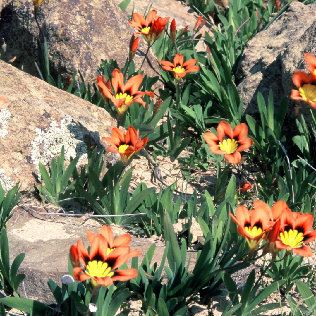 Sparaxis tricolor seeds - Buy online