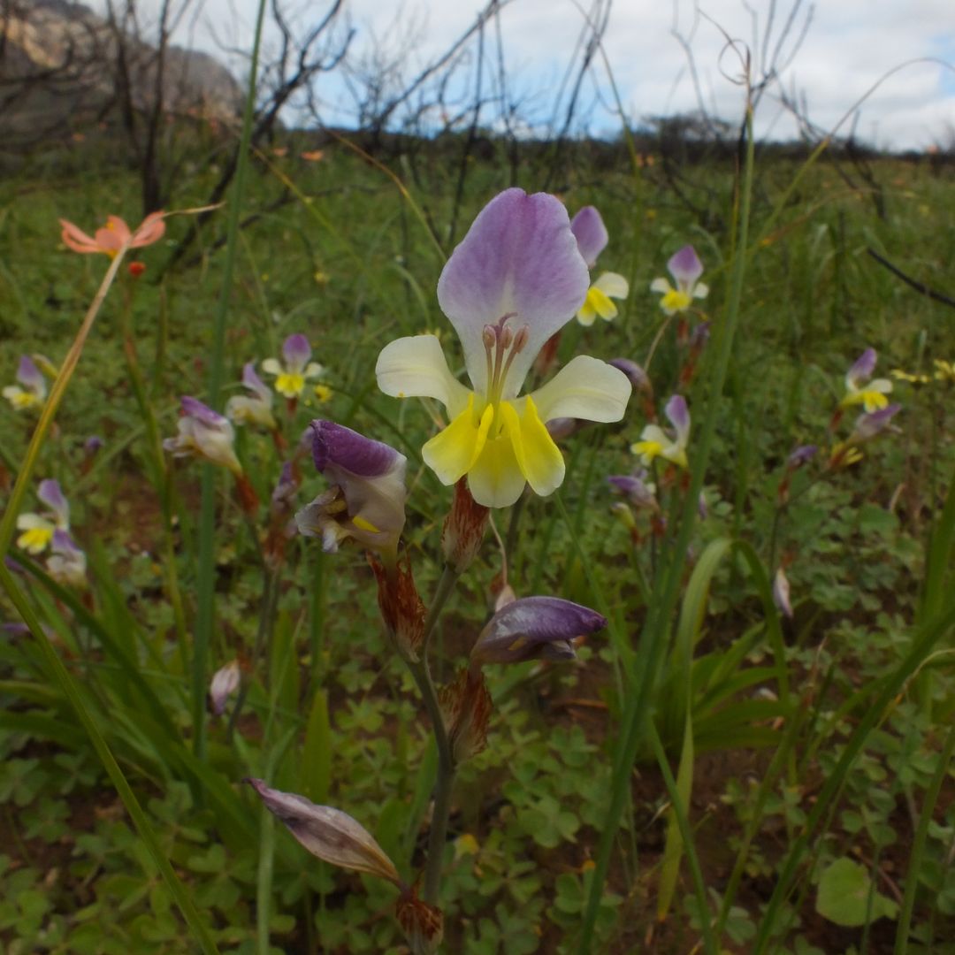 Sparaxis villosa seeds - Buy online