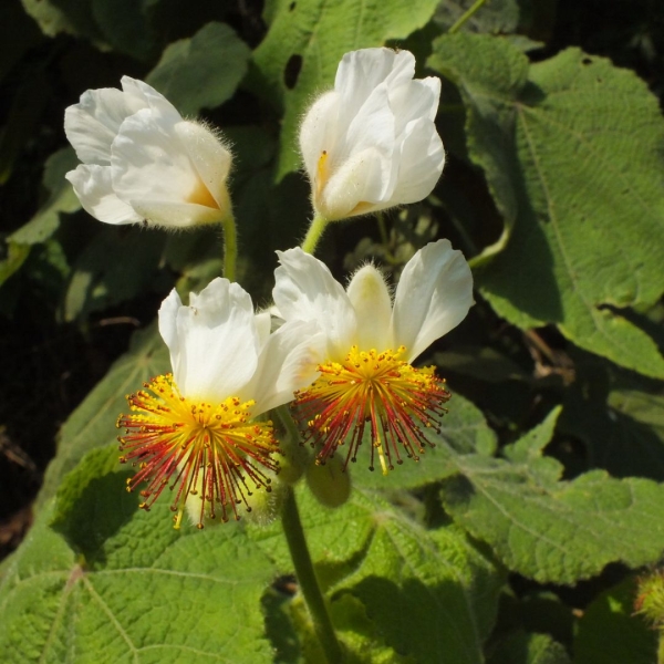 Sparmannia africana seeds - Buy online