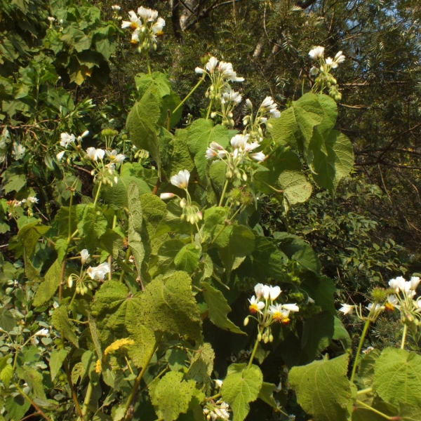 Sparmannia africana seeds - Buy online