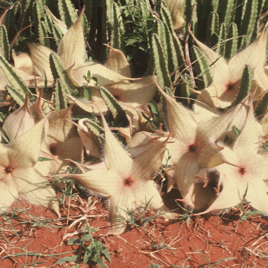 Stapelia gigantea seeds - Buy online