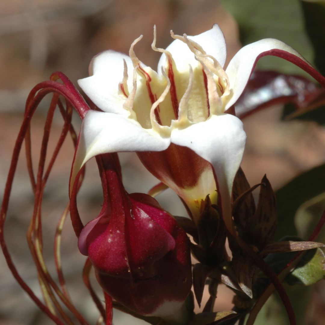 Strophanthus petersianus seeds - Buy online