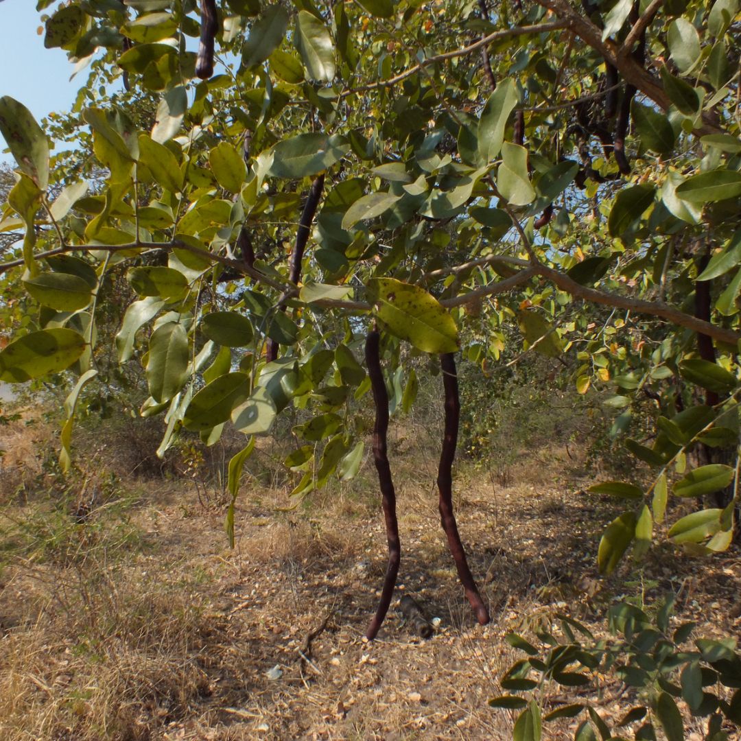 Swartzia madagascariensis seeds - Buy online