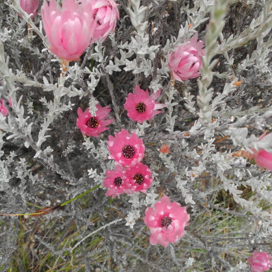 Syncarpha canescens seeds - Buy online