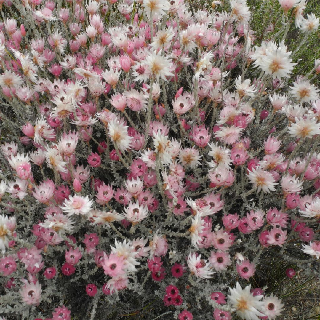 Syncarpha canescens seeds - Buy online