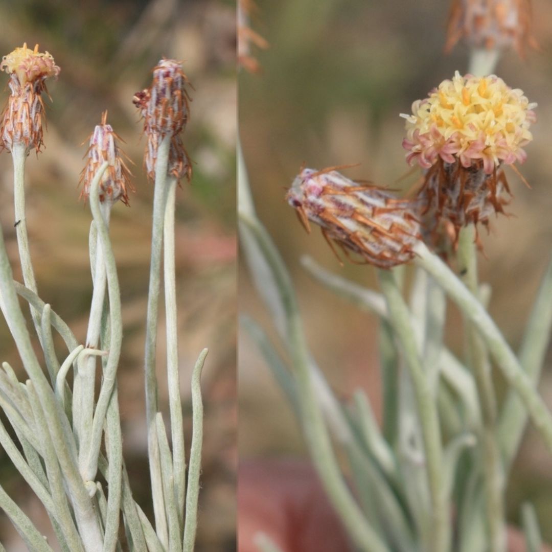 Syncarpha gnaphaloides seeds - Buy online