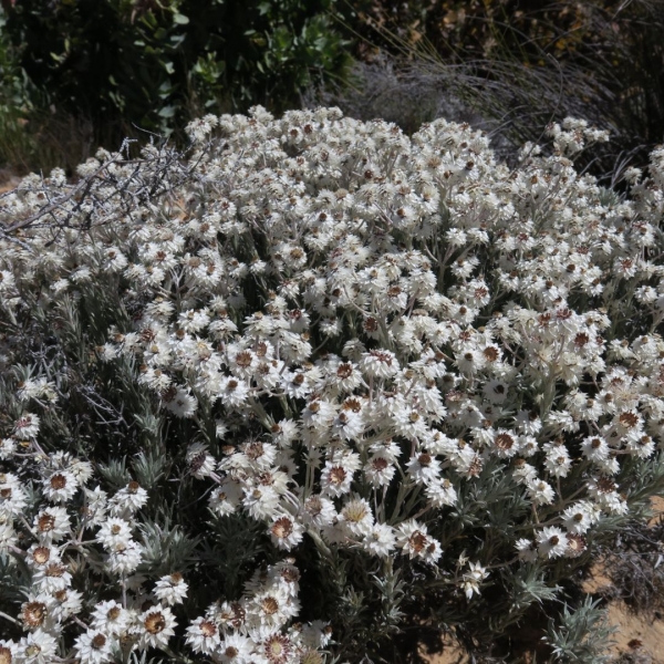 Syncarpha paniculata seeds - Buy online