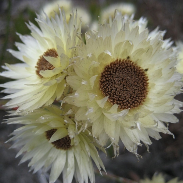 Syncarpha speciosissima seeds - Buy online