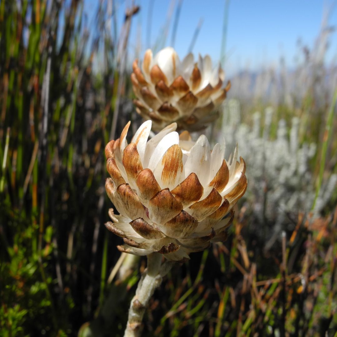 Syncarpha variegata seeds - Buy online