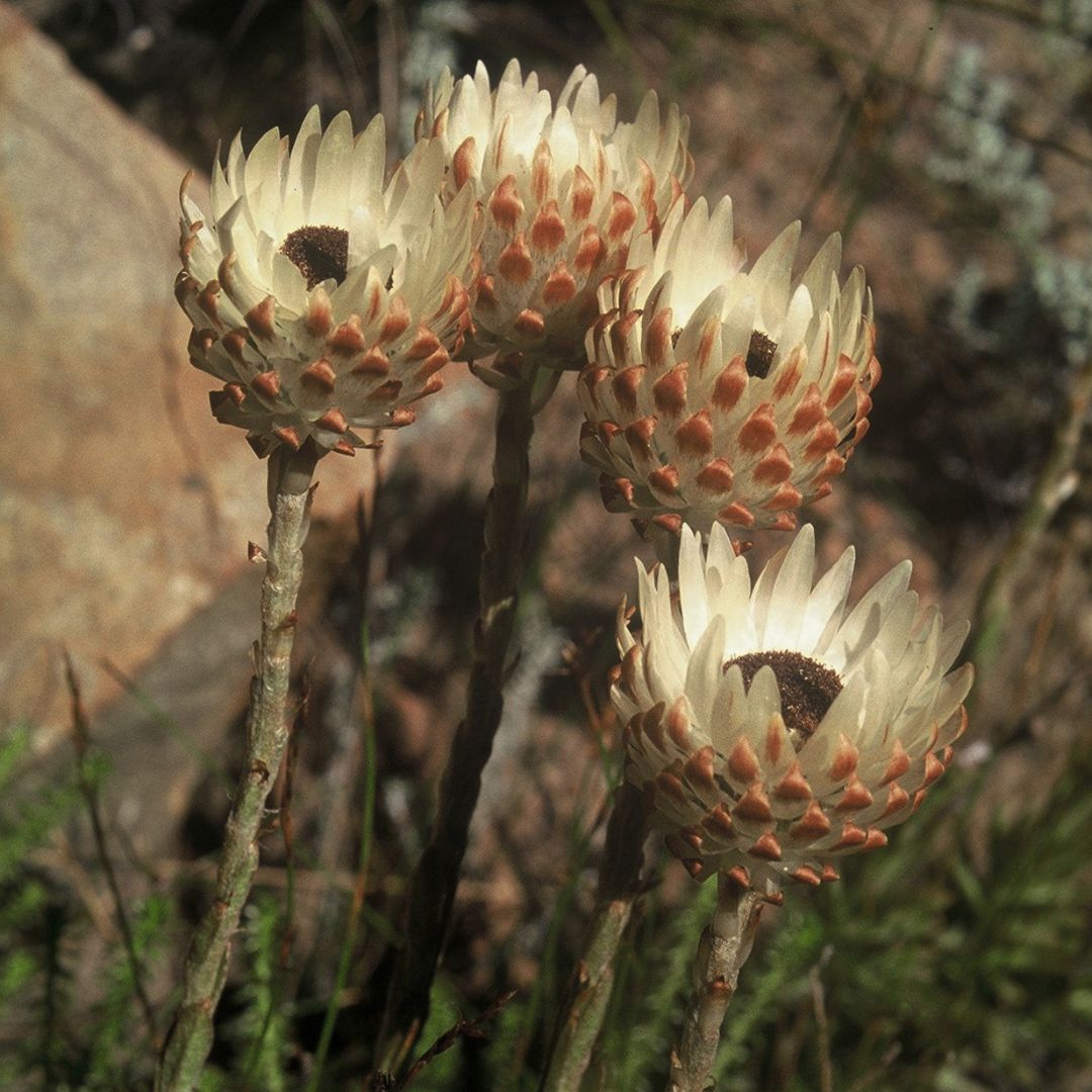 Syncarpha variegata seeds - Buy online