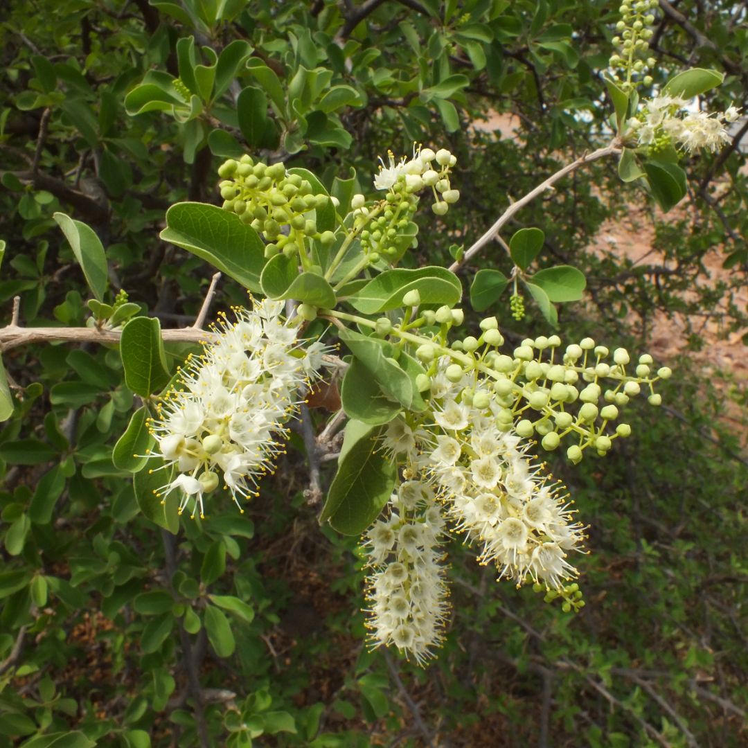 Terminalia prunioides seeds - Buy online