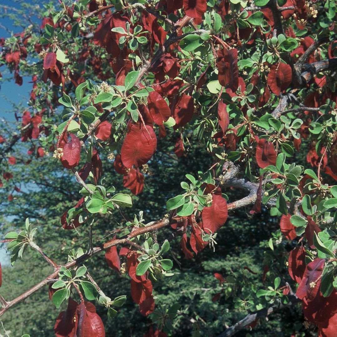 Terminalia prunioides seeds - Buy online