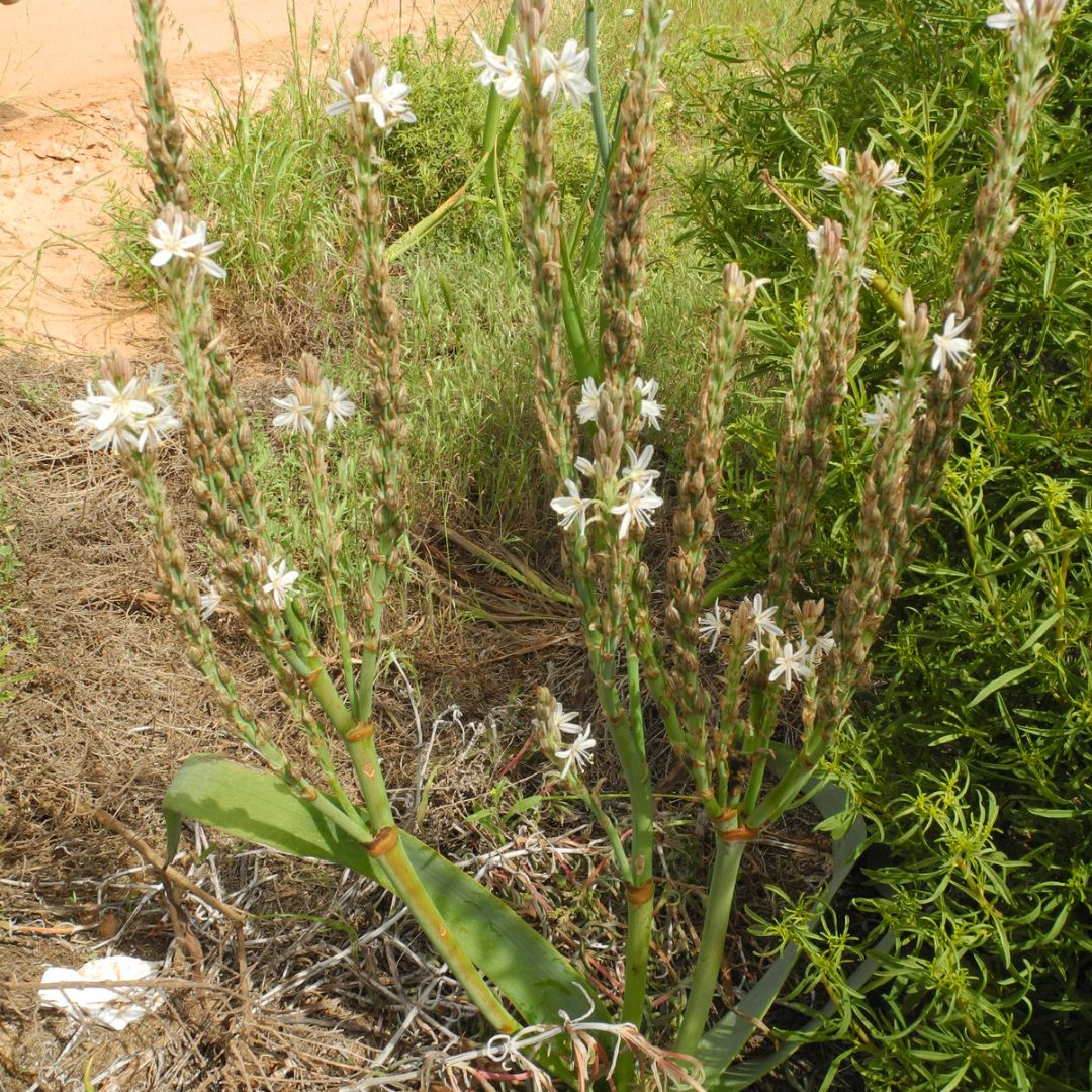 Trachyandra falcata seeds - Buy online