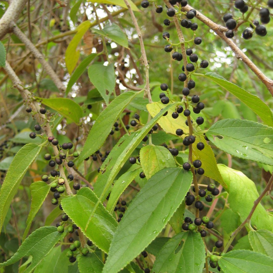 Trema orientalis seeds - Buy online