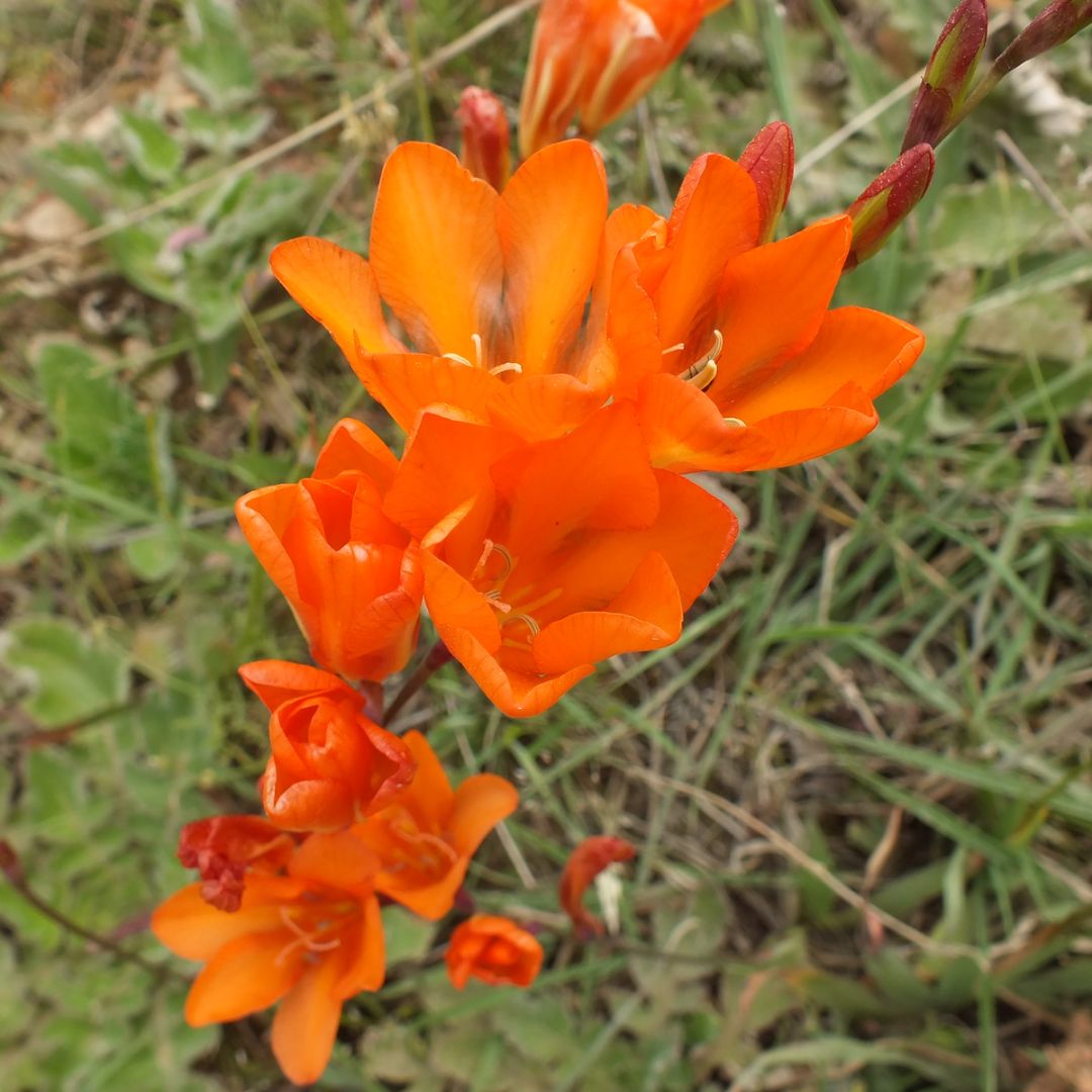 Tritonia crocata seeds - Buy online