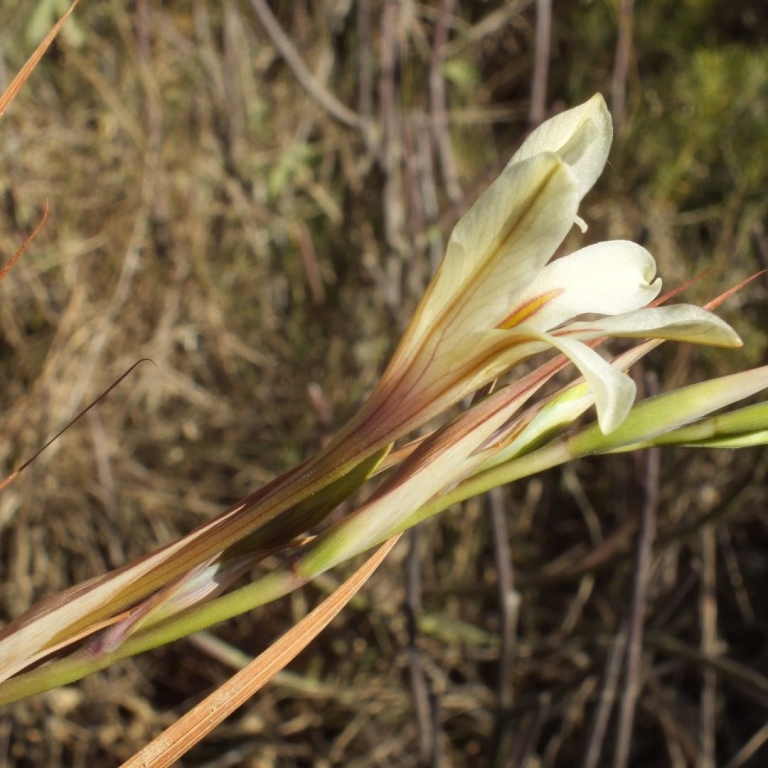 Tritonia flabellifolia var. flabellifolia seeds - Buy online