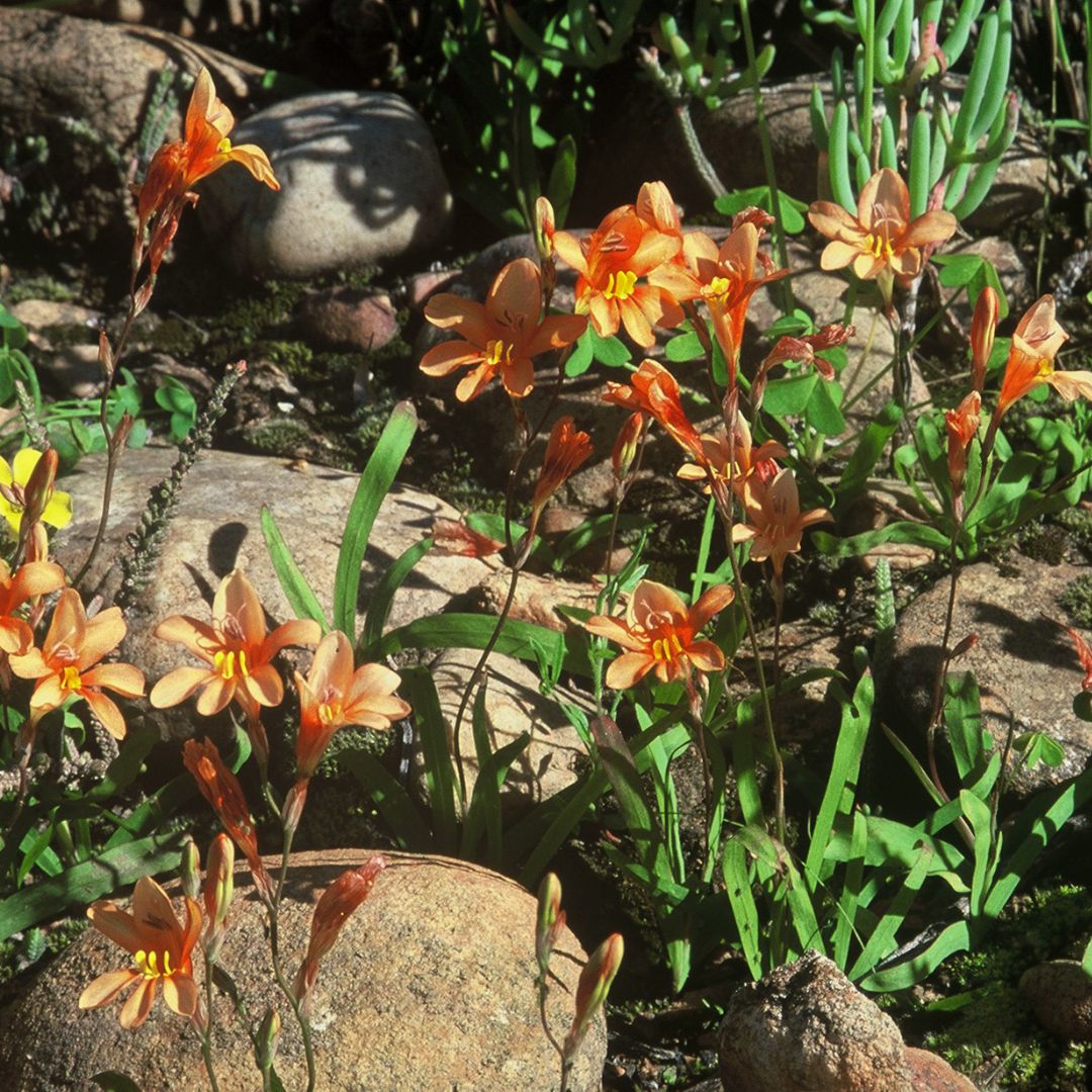 Tritonia securigera subsp. securigera seeds - Buy online