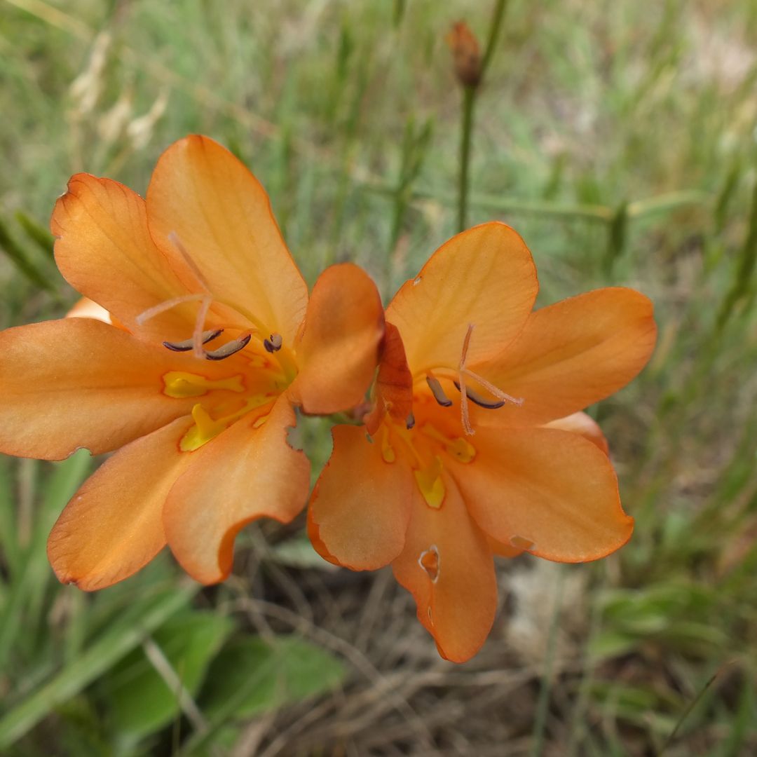 Tritonia securigera subsp. securigera seeds - Buy online