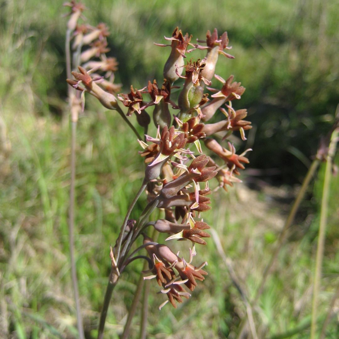 Tulbaghia capensis seeds - Buy online