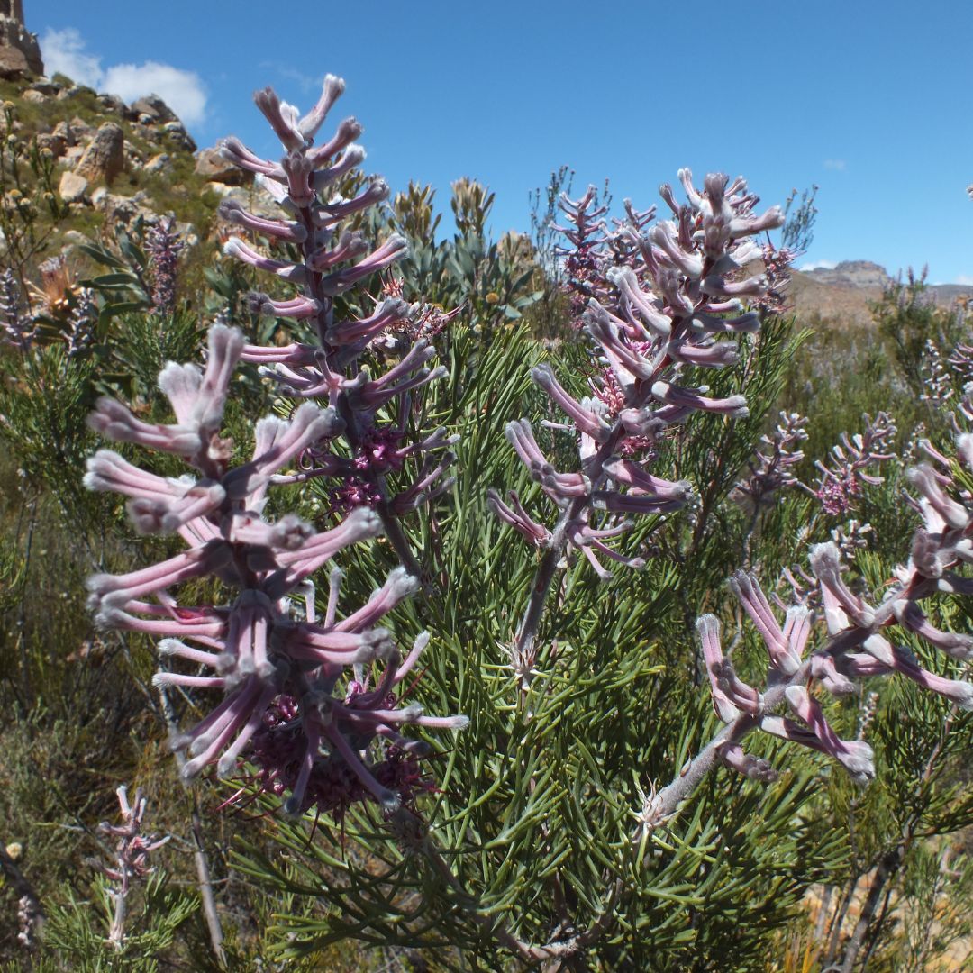 Paranomus bracteolaris seeds - Buy online