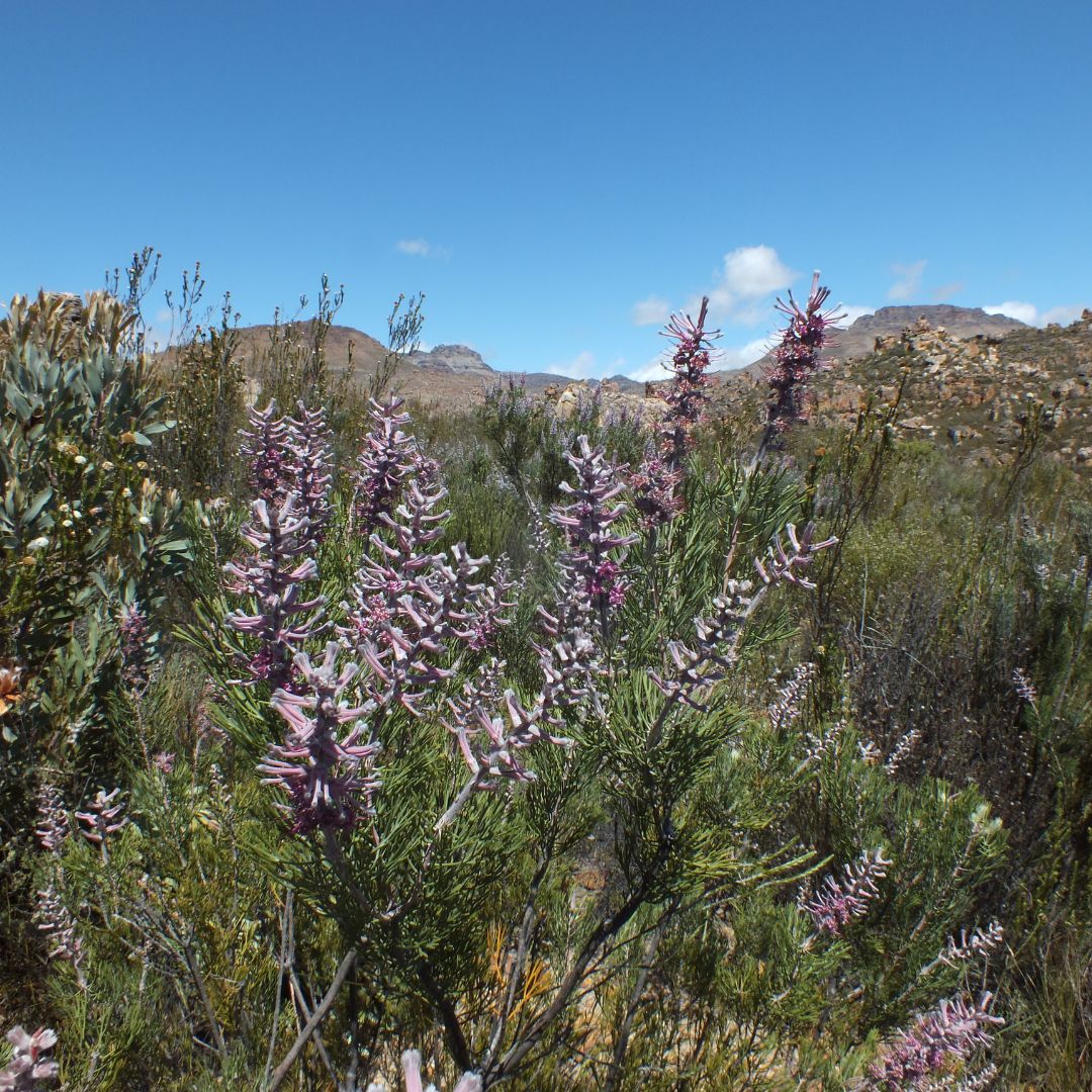 Paranomus bracteolaris seeds - Buy online