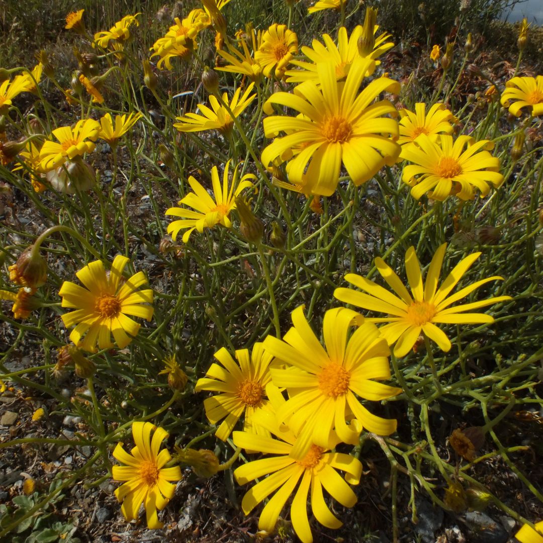 Osteospermum sinuatum var. sinuatum seeds - Buy online