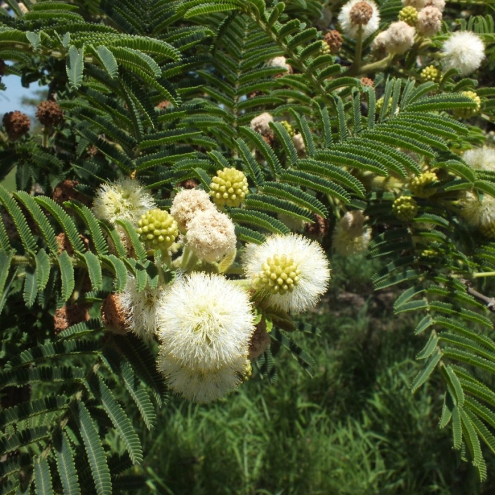 Vachellia sieberiana var woodii seeds - Buy online