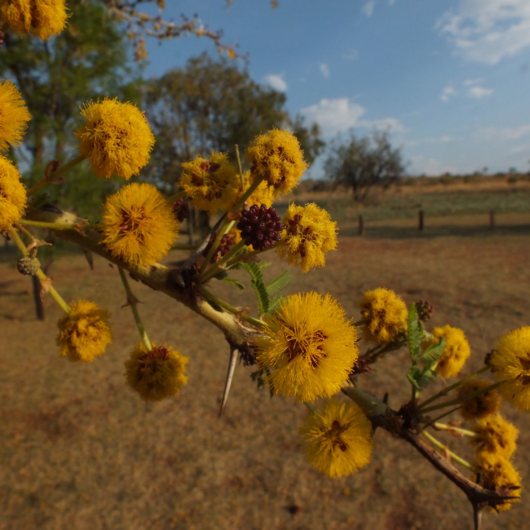 Vachellia xanthophloea seeds - Buy online