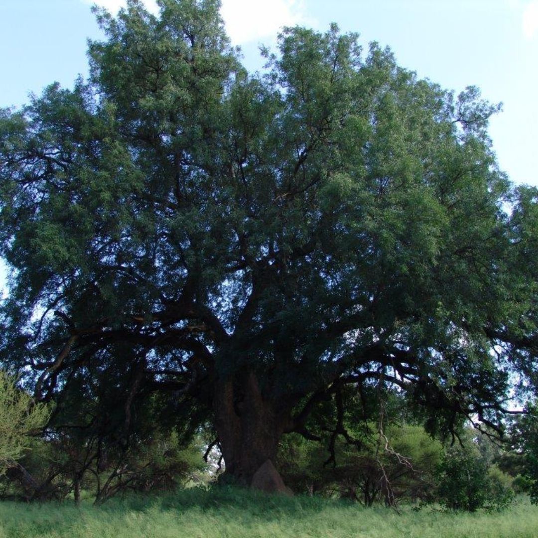 Xanthocercis zambesiaca seeds - Buy online