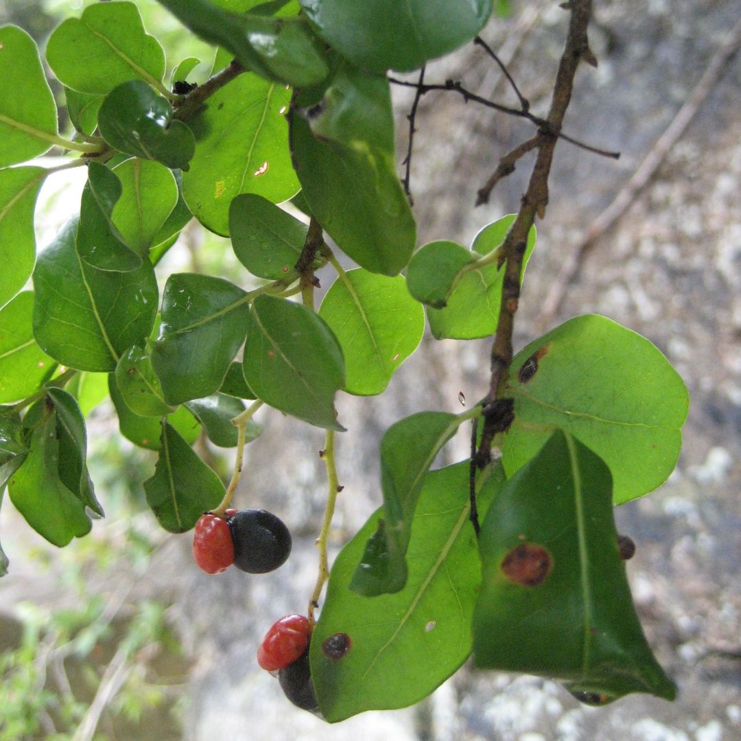 Apodytes dimidiata seeds - Buy online