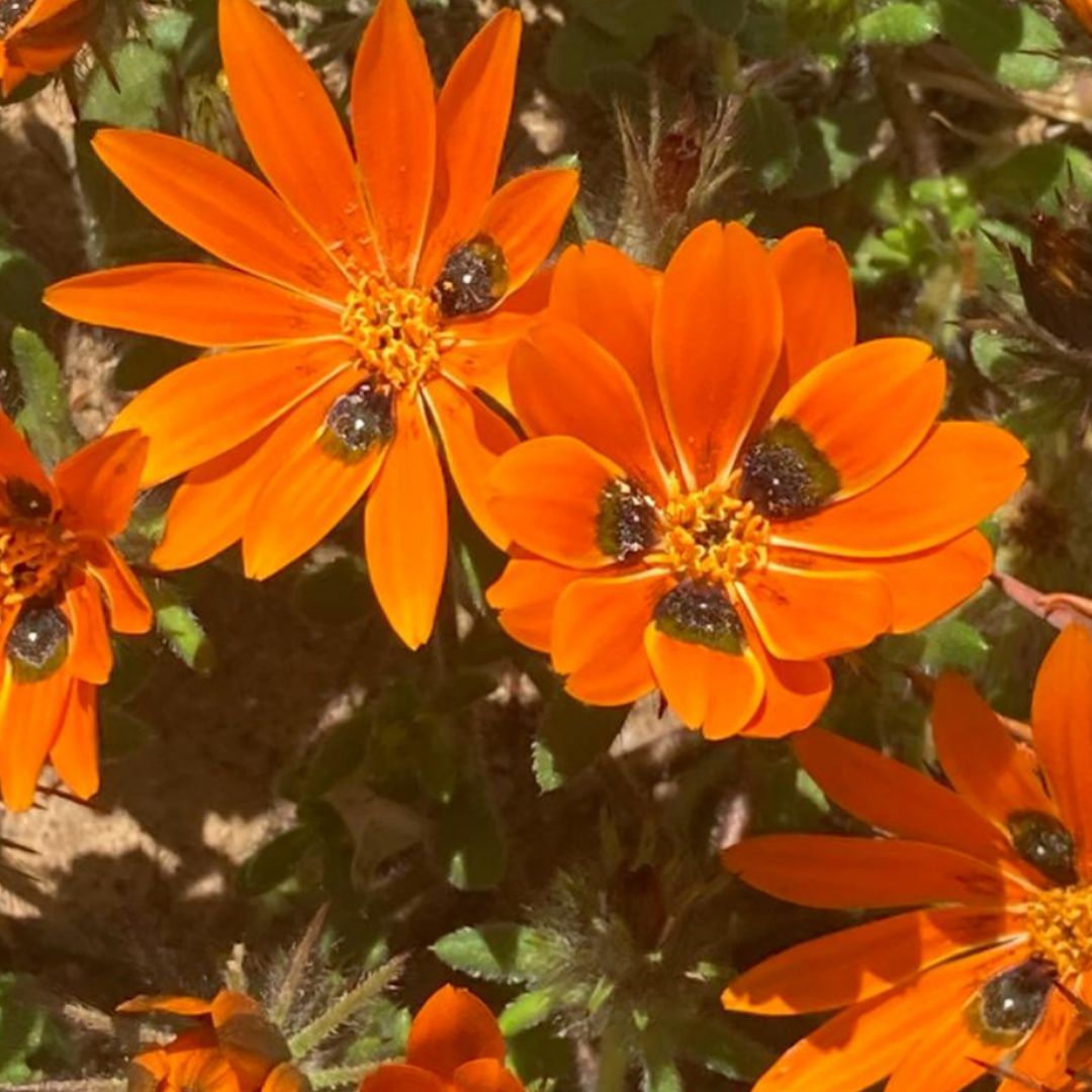 Gorteria diffusa seeds - Buy online