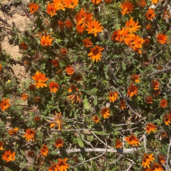 Gorteria diffusa seeds - Buy online