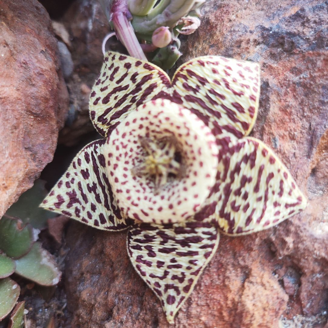 Orbea variegata seeds - Buy online