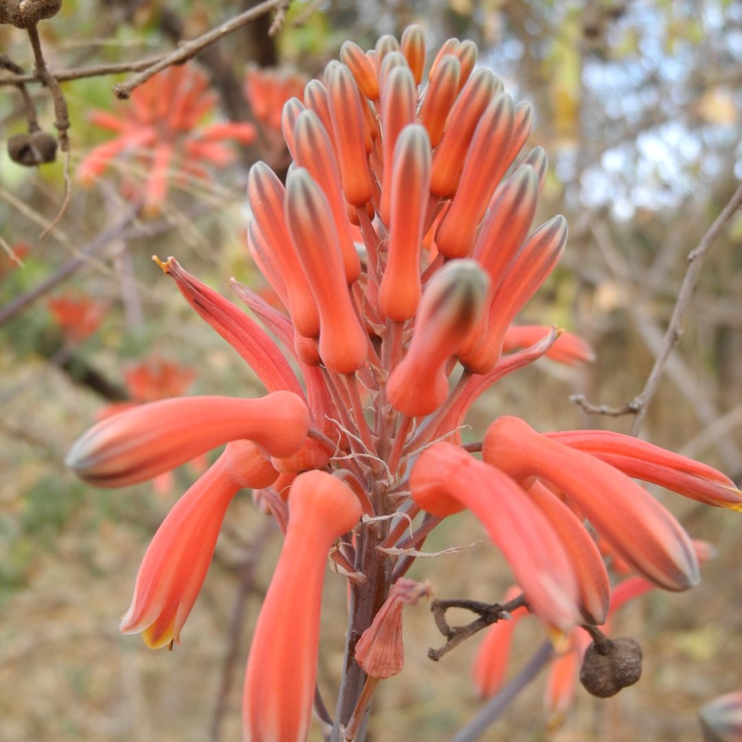 Aloe branddraaiensis seeds - Buy online