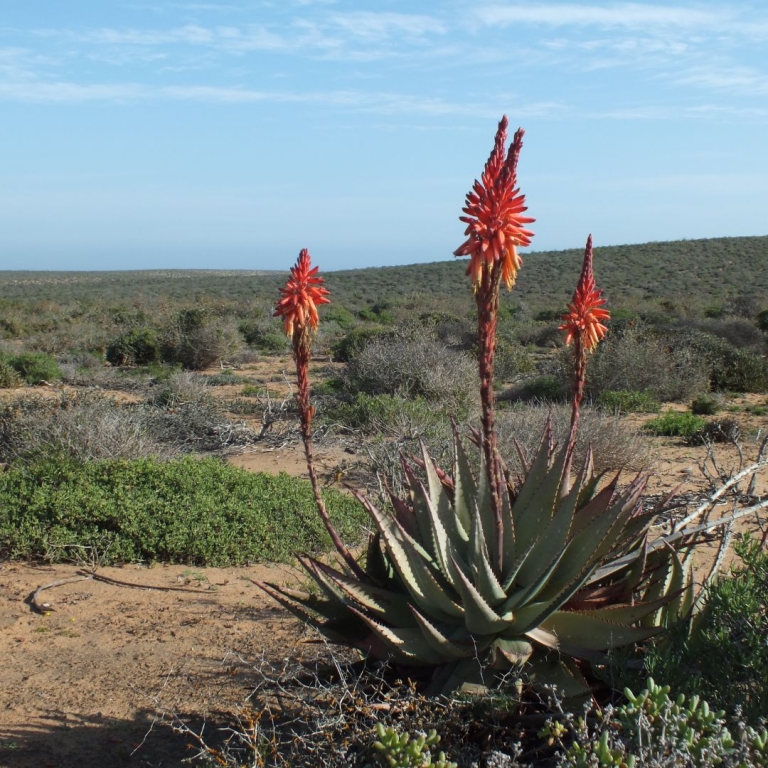 Aloe framesii seeds - Buy online