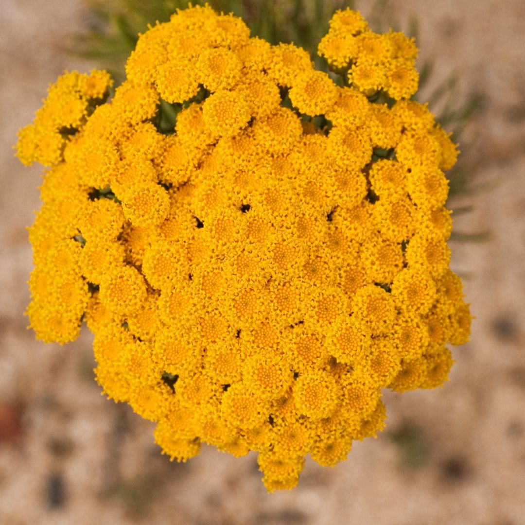 Athanasia crithmifolia seeds - Buy online