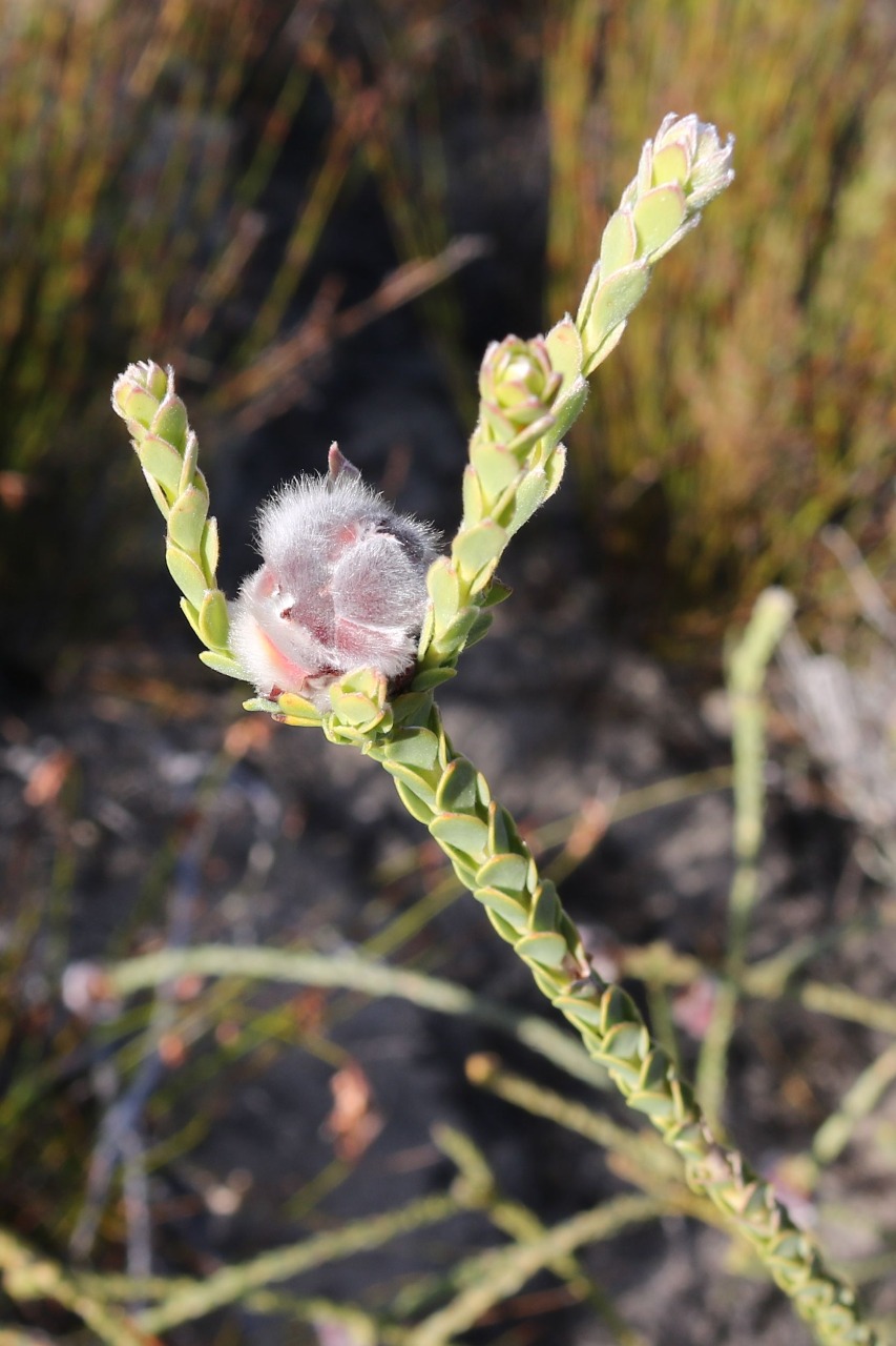 Leucadendron concavum seeds - Buy online