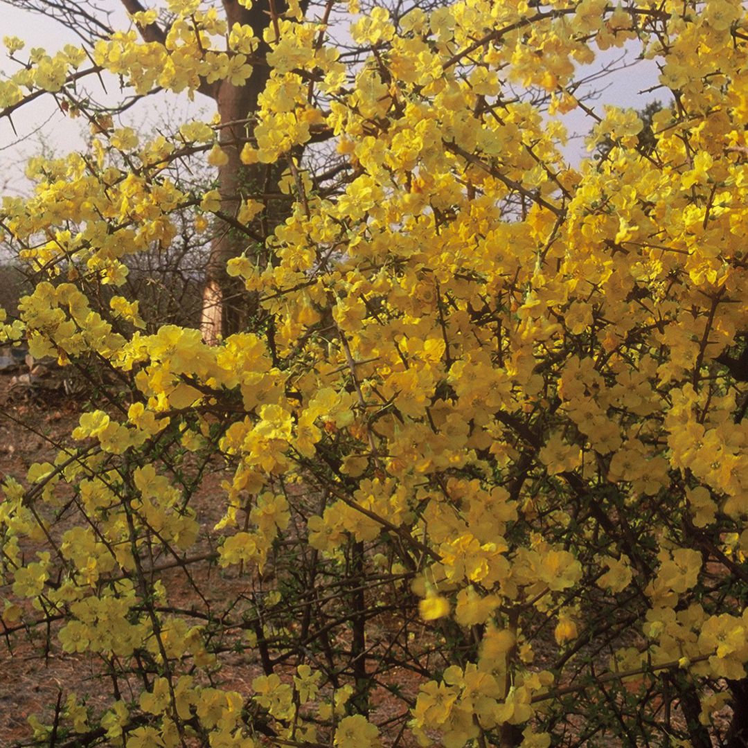 Rhigozum zambesiacum seeds - Buy online