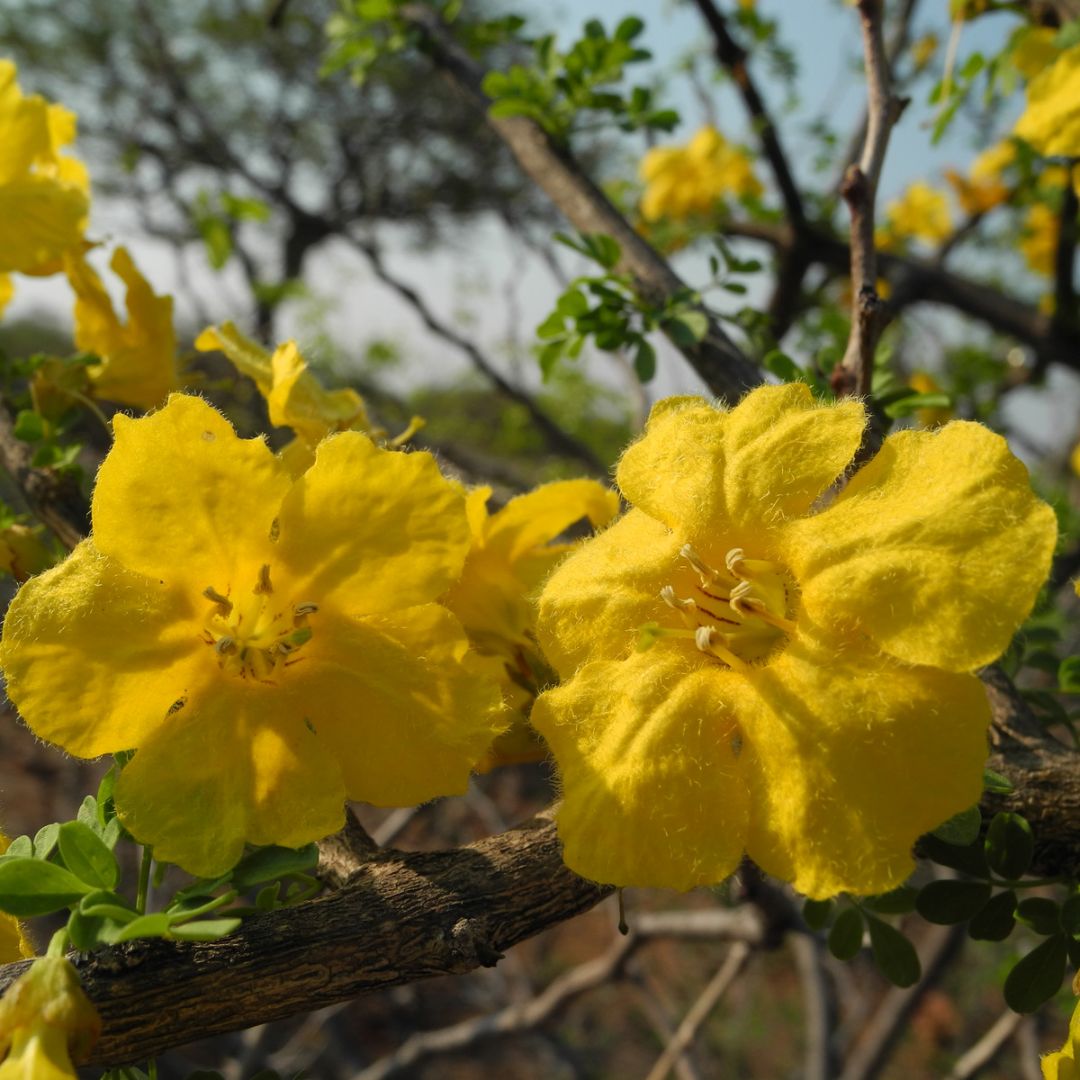 Rhigozum zambesiacum seeds - Buy online