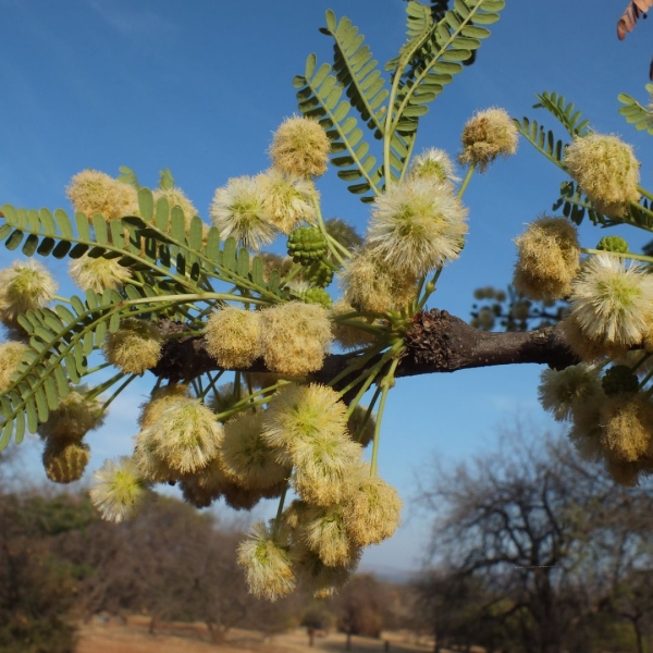 Vachellia robusta ssp. robusta seeds - Buy online