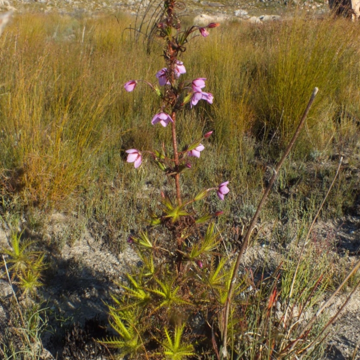 Roridula dentata seeds - Buy online