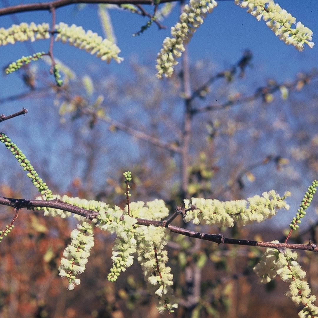 Senegalia senegal var. leiorhachis seeds - Buy online