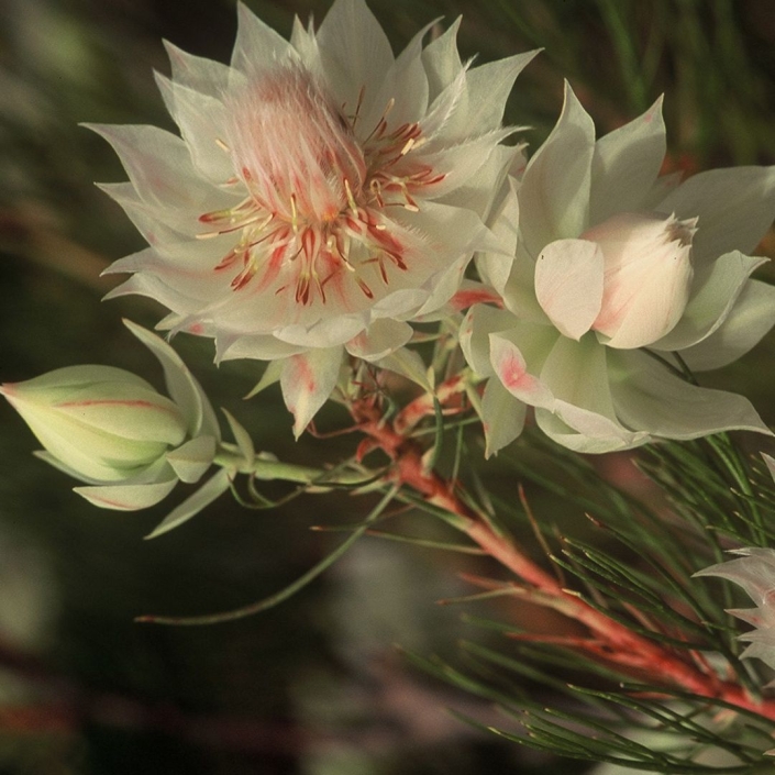 Serruria florida seeds - Buy online