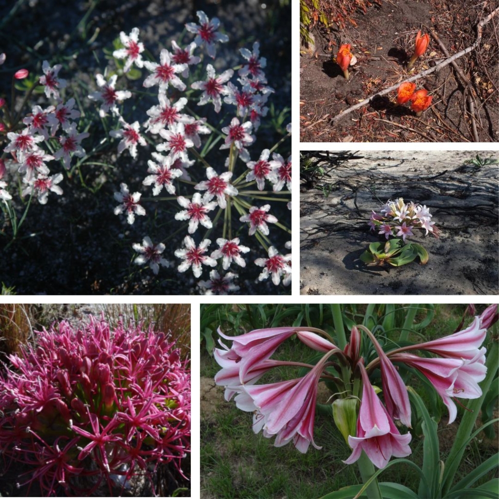 Growing Hints 3: Bulbous Plants - Silverhill Seeds