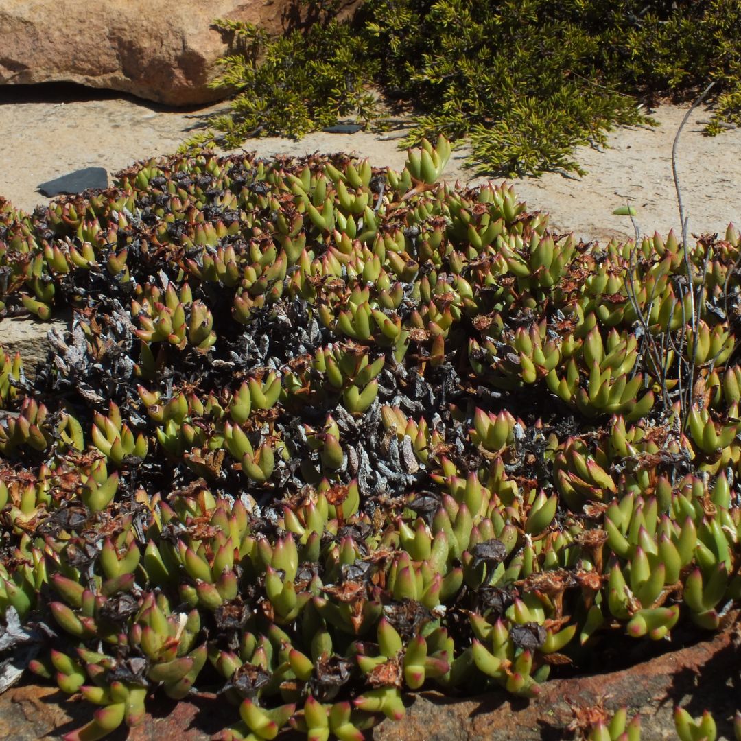 From The Archives - Elsie Esterhuizen by Rod Saunders - Silverhill Seeds